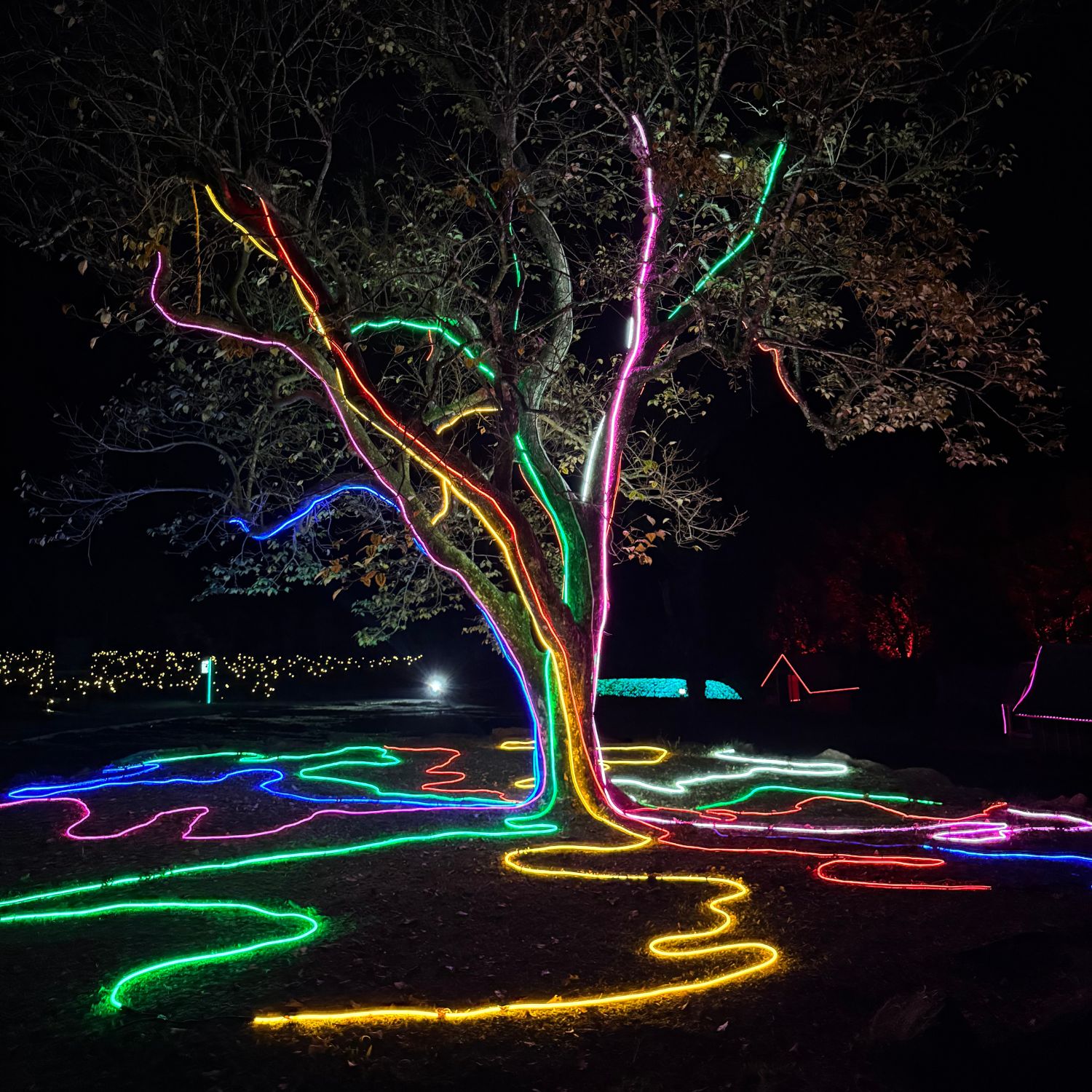 Lumni Gramado: o novo parque de luzes na Serra Gaúcha